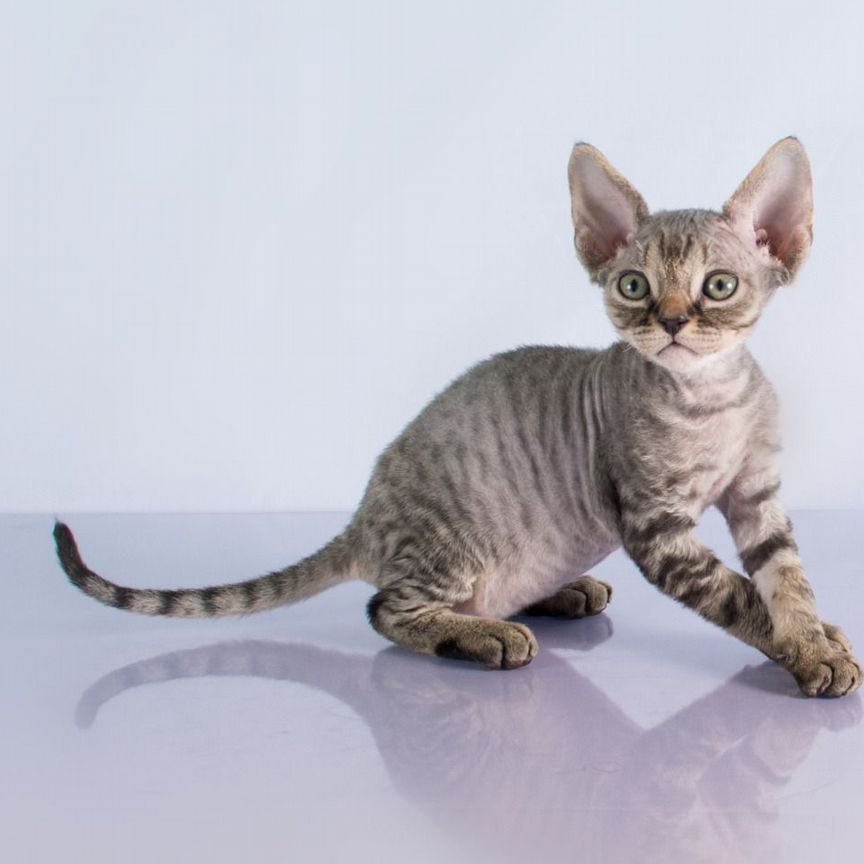 Котёнок Девон-рекс