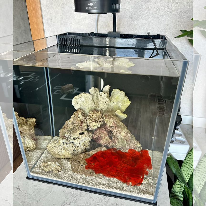 Морской мини аквариум