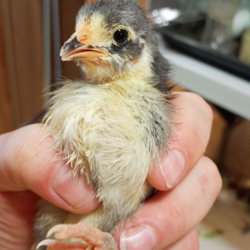 Цыплята Минорки