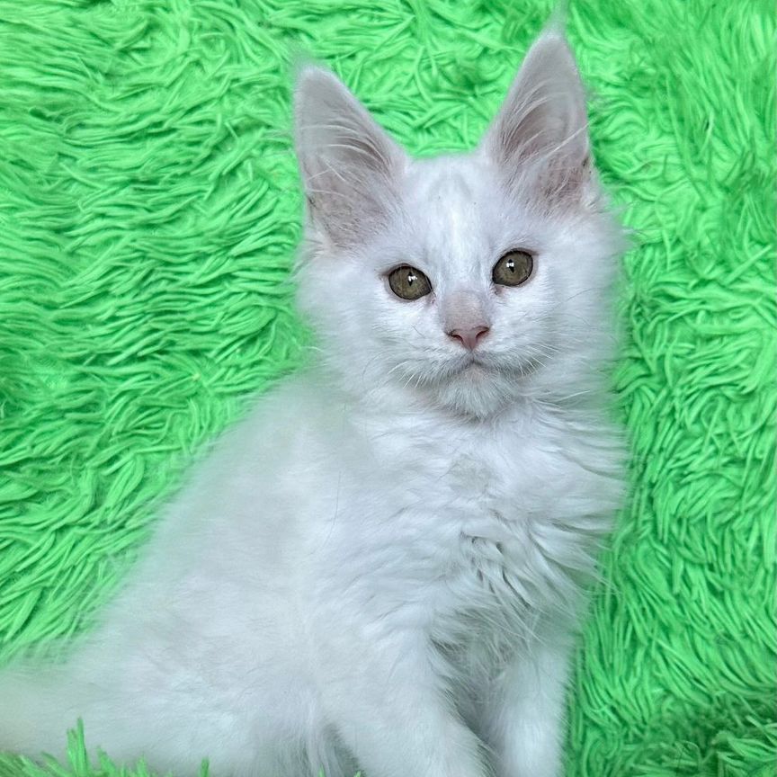 Котята мейн-кун