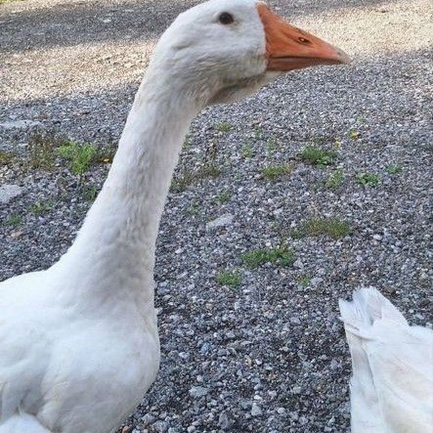 Гуси Линда, но возможно помесь с мамутом