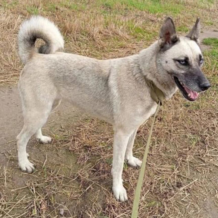 Взрослая собака в добрые руки