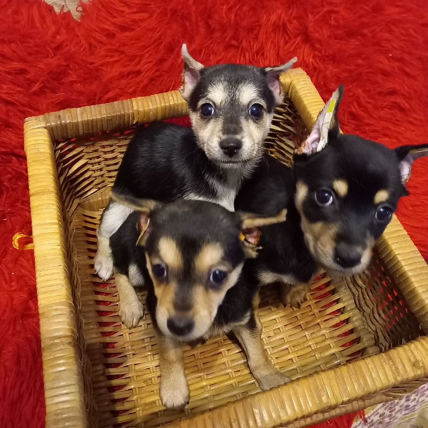 Карликовый пинчер