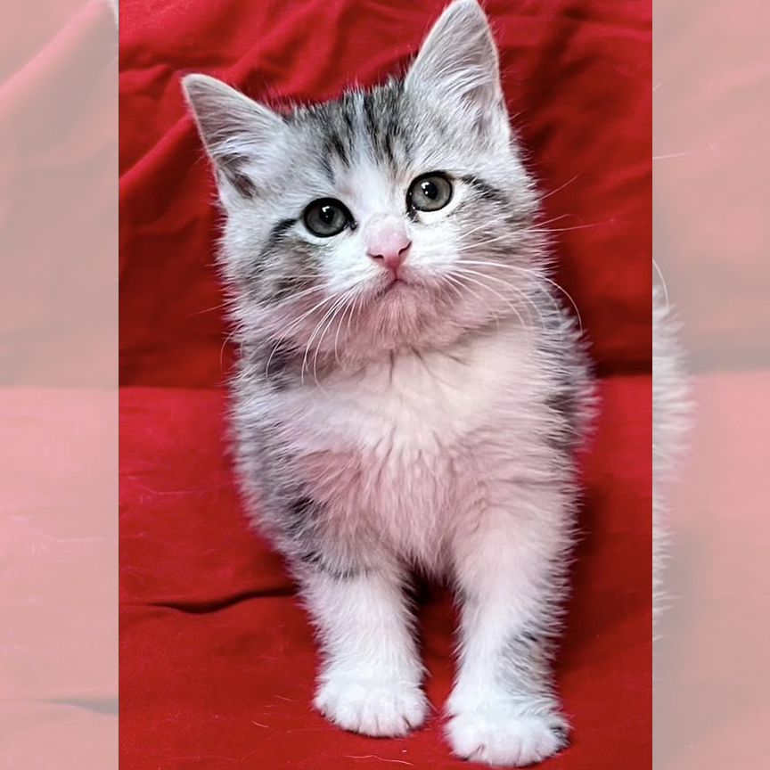 Великолепный котенок Артур 2 месяца в добрые руки