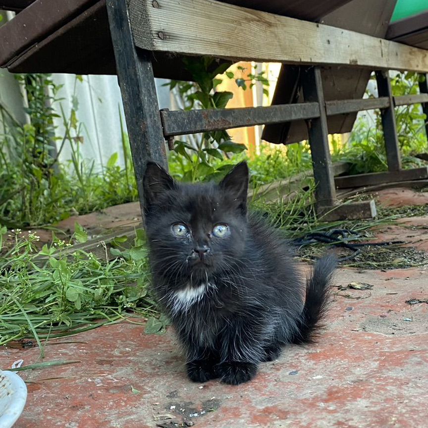 Котенок