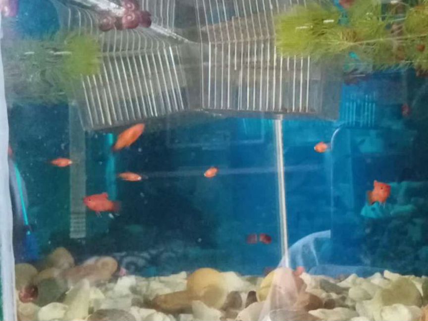 Аквариумные рыбки