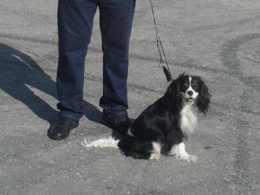 Вязка Кавалер Кинг Чарльз спаниель