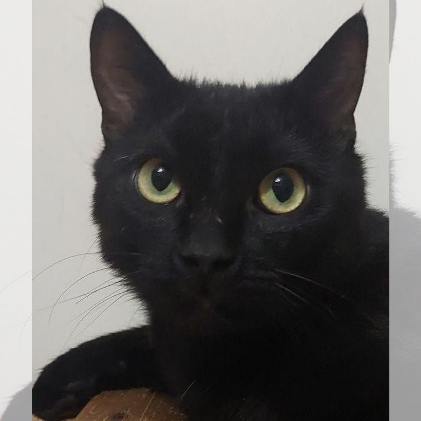 Взрослый кот в добрые руки