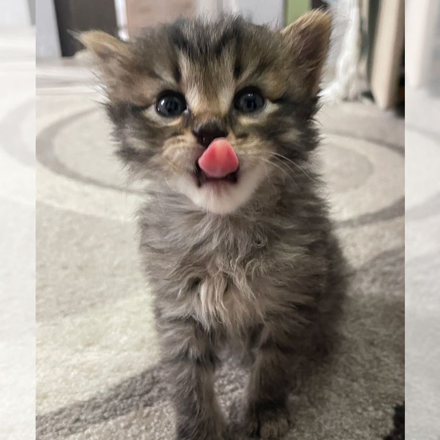 Шотландский прямоухий короткошёрстный котёнок