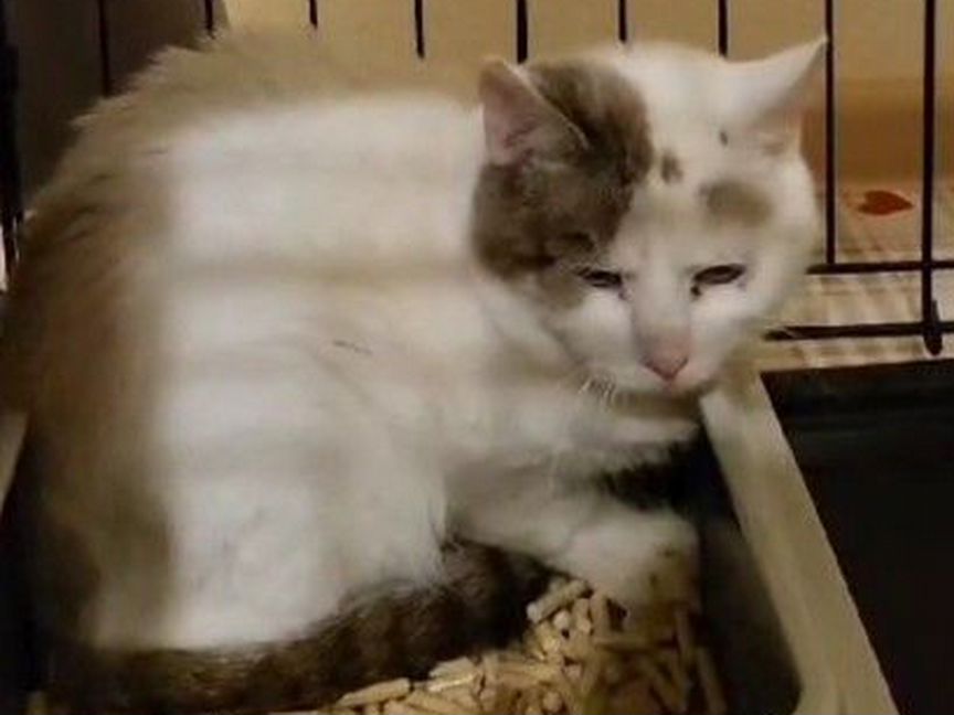 Котик Яша сирота ищет дом. Страдает без хозяйки