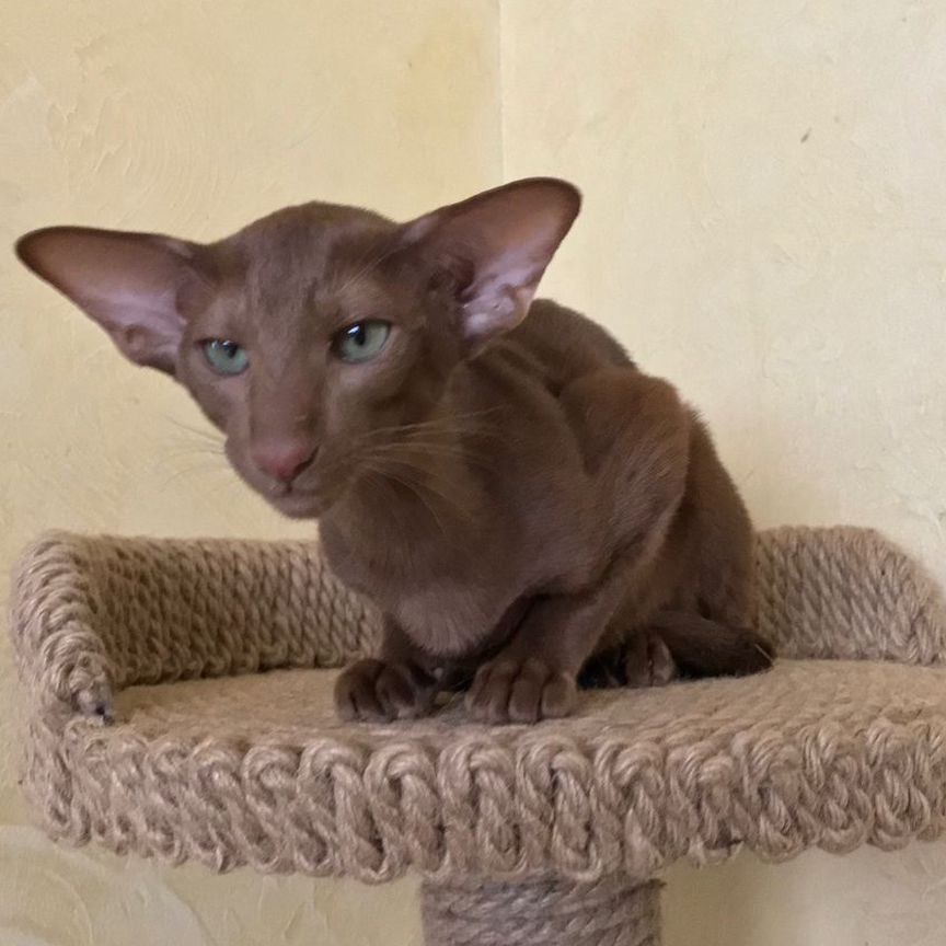 Ориентальный котёнок