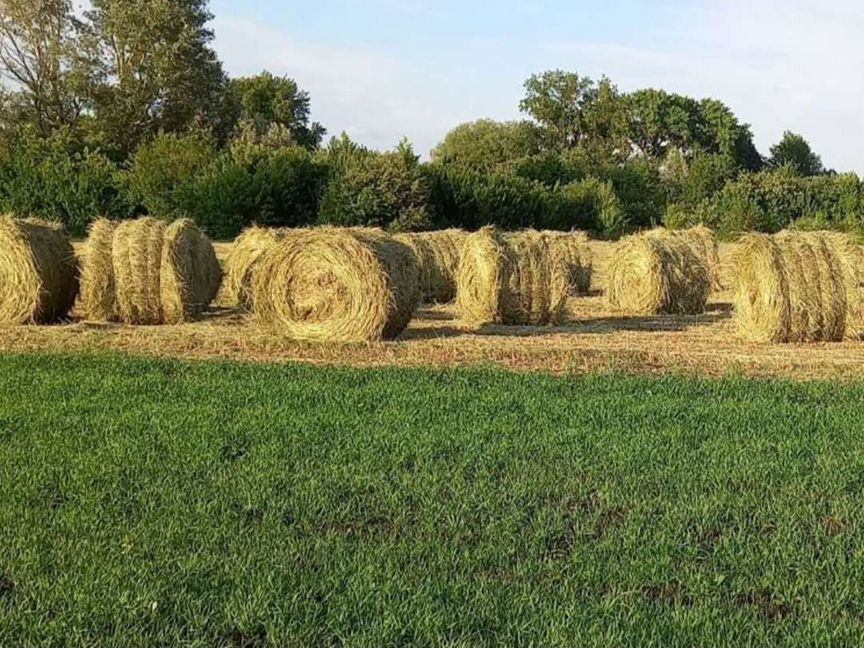 Продам сено в рулонах