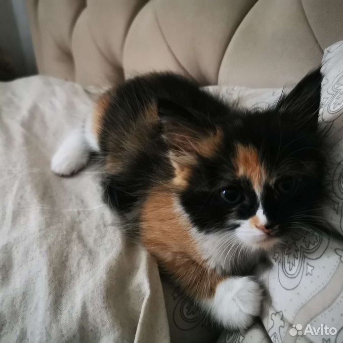Трехцветный котенок девочка