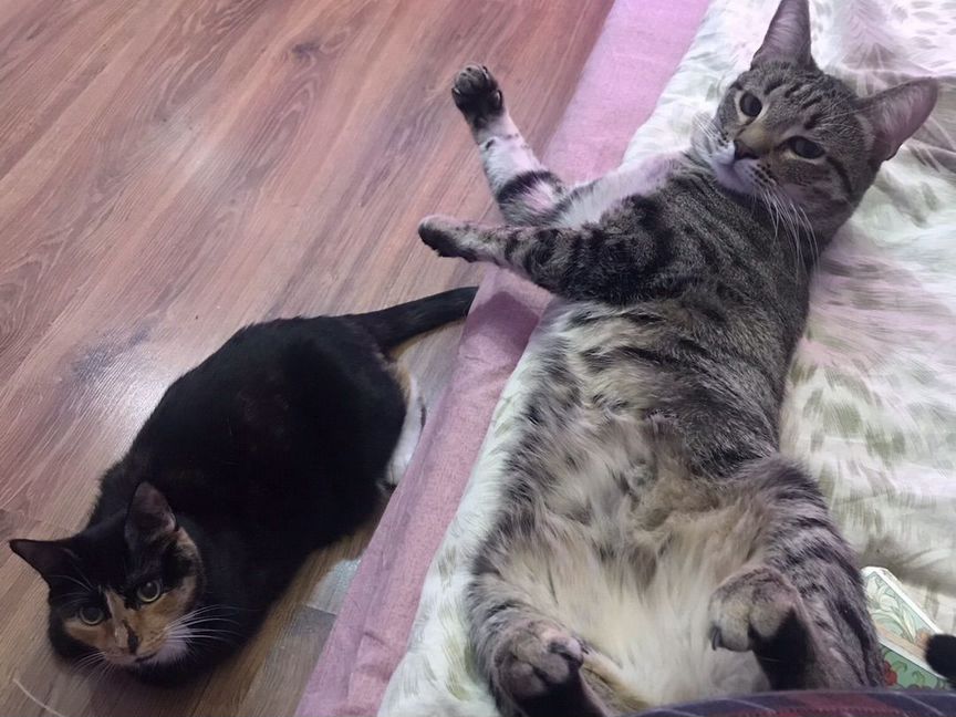 Отдам в любящие руки кота и кошку