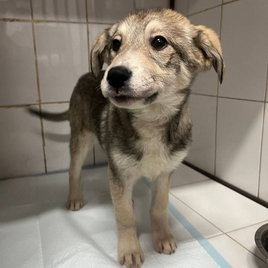 Щенок Рэя в добрые руки