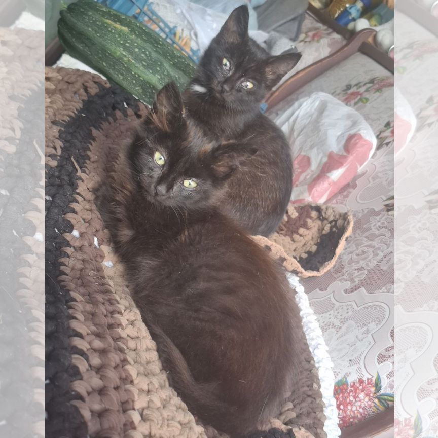 Котята в добрые руки бесплатно