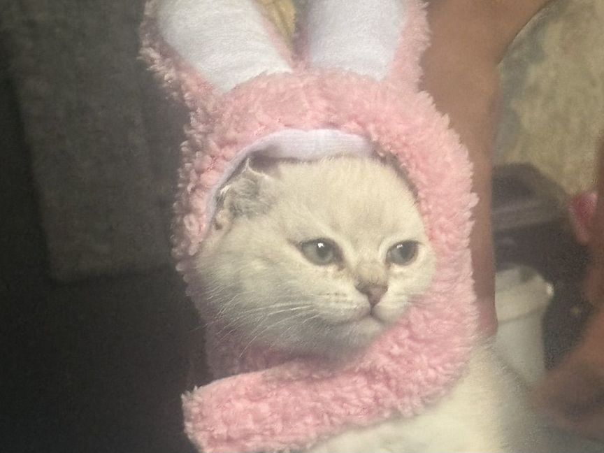 Скоттиш страйт