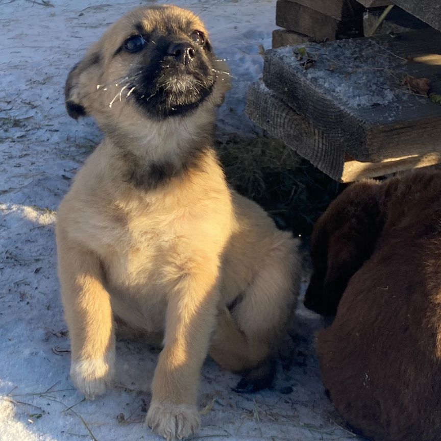Щенок в добрые руки бесплатно