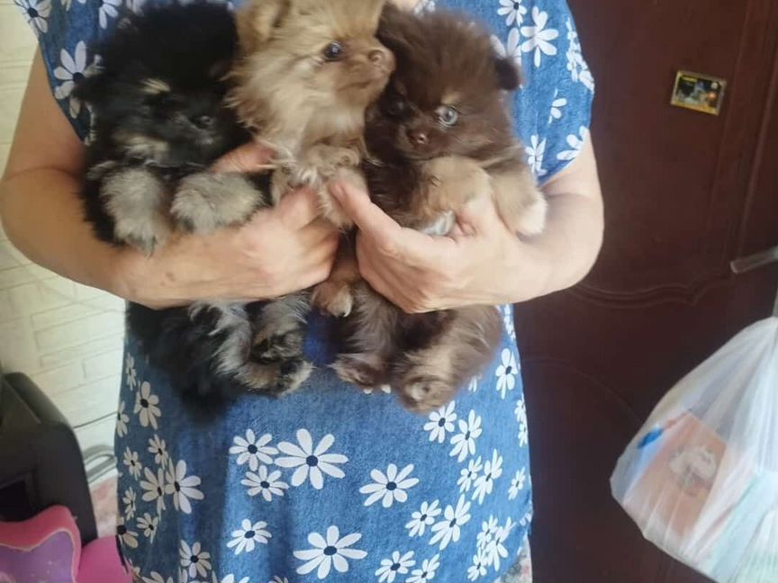 Шпицы мальчики и девочки. Челябинск