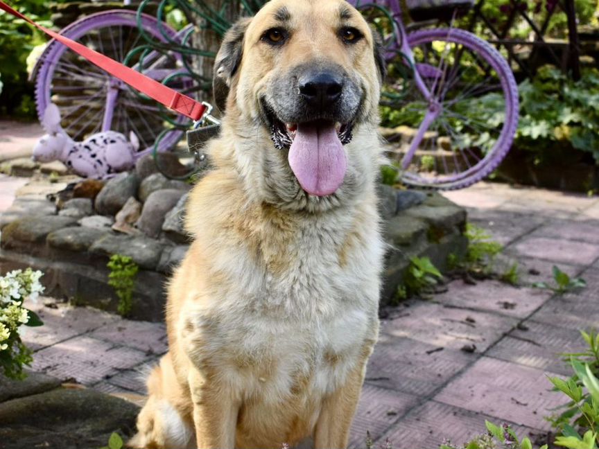 Классная Маня 2 года в поиске дома