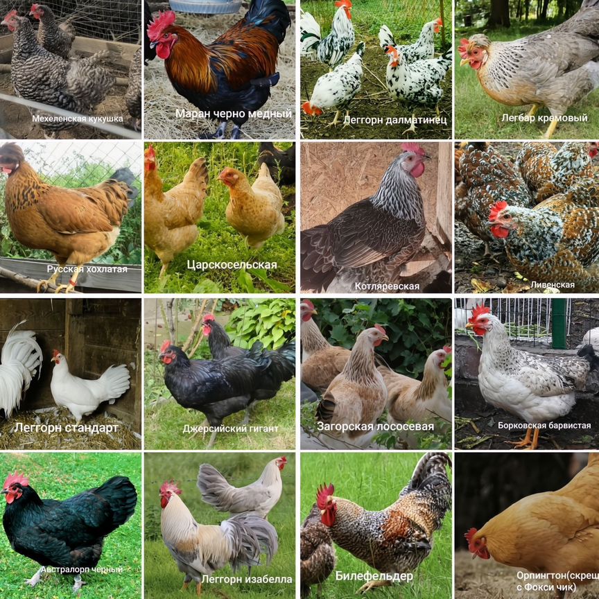 Инкубационное яйцо породных кур