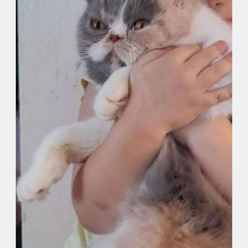 Котята в добрые руки бесплатно