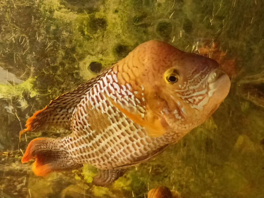 Акара бирюзового, самец длиной 25 см