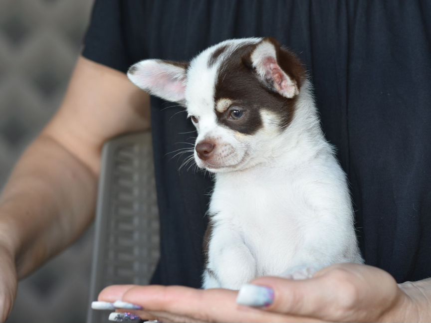 Щенки чихуахуа