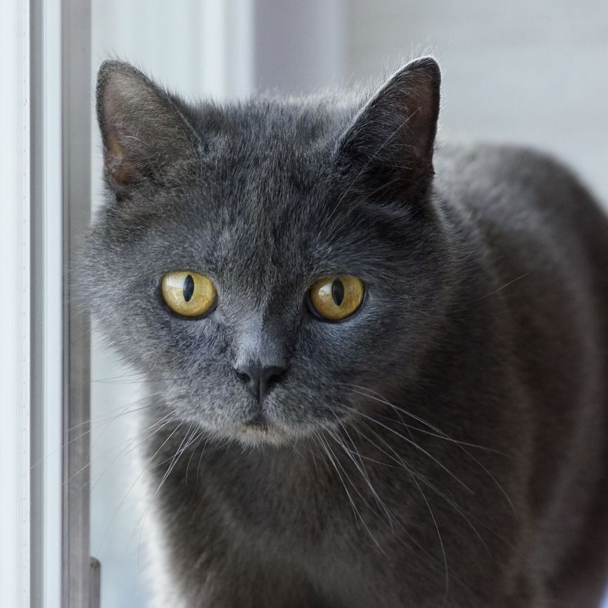Кот Британец Шотландец