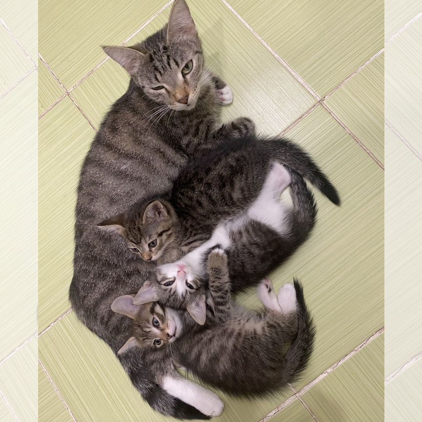 Котёнок в добрые руки