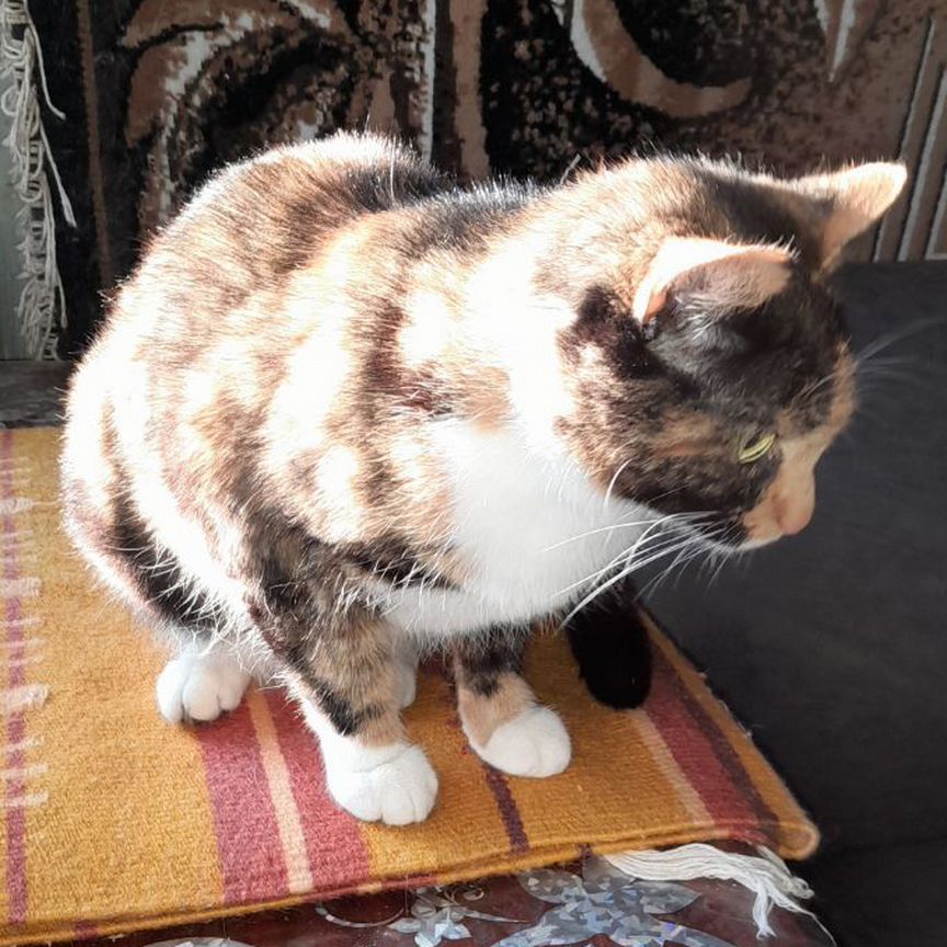 Взрослая кошка в добрые руки