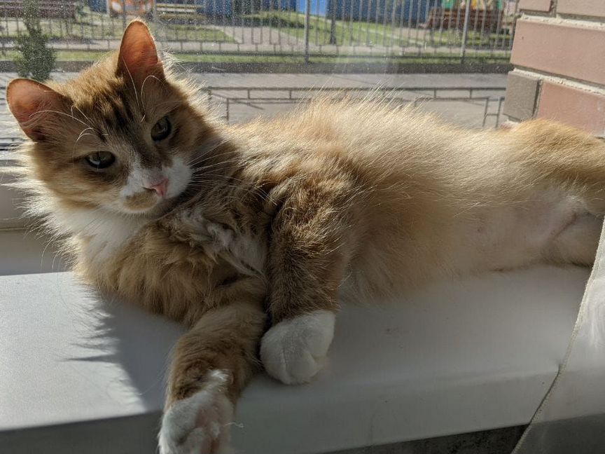Котик Марк в добрые руки