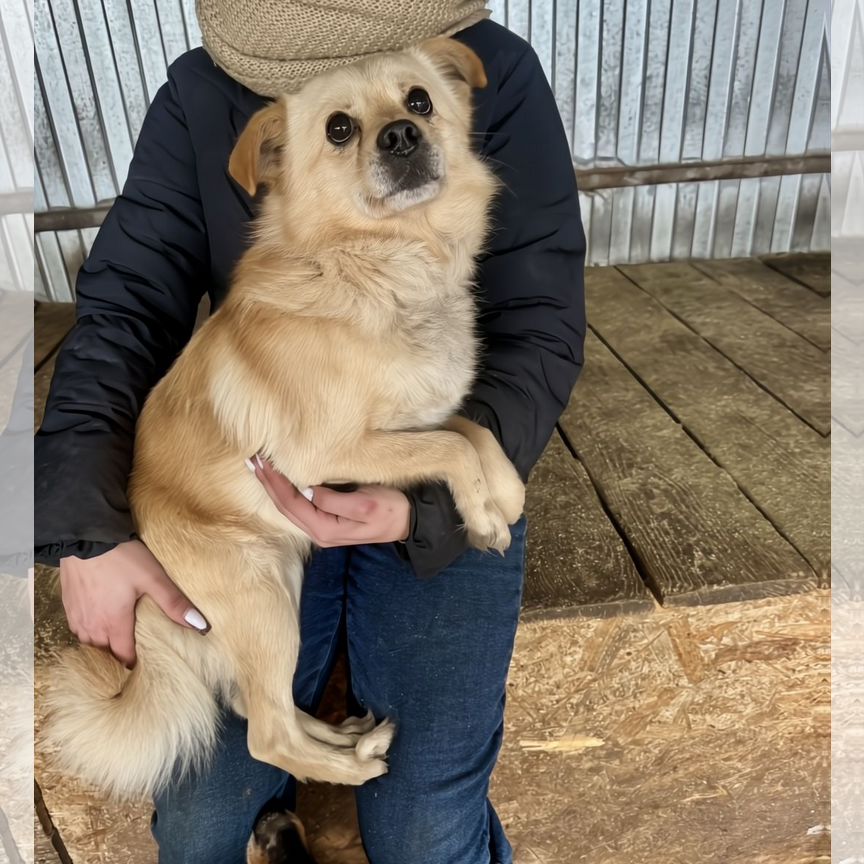 Взрослая собака в добрые руки