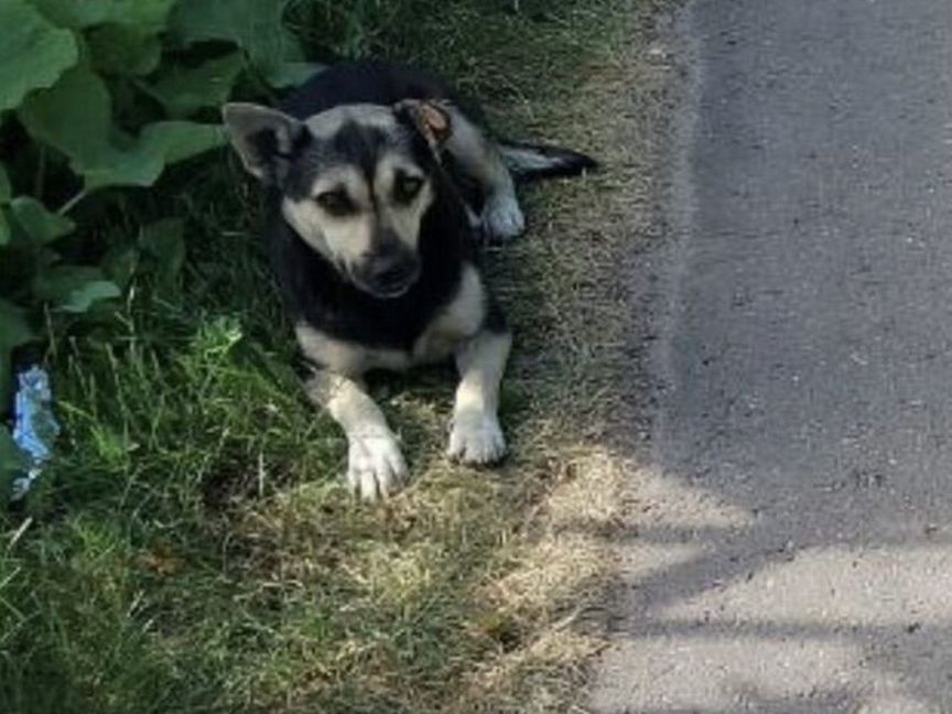 Маленькая собака в добрые руки