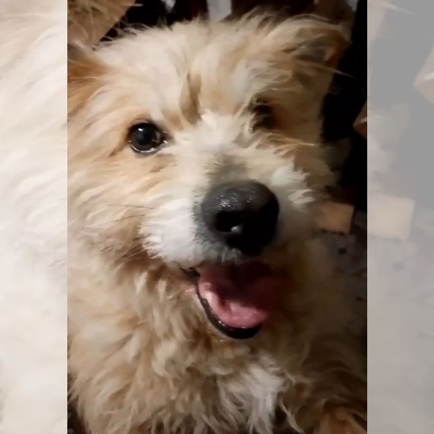 Взрослая собака в добрые руки