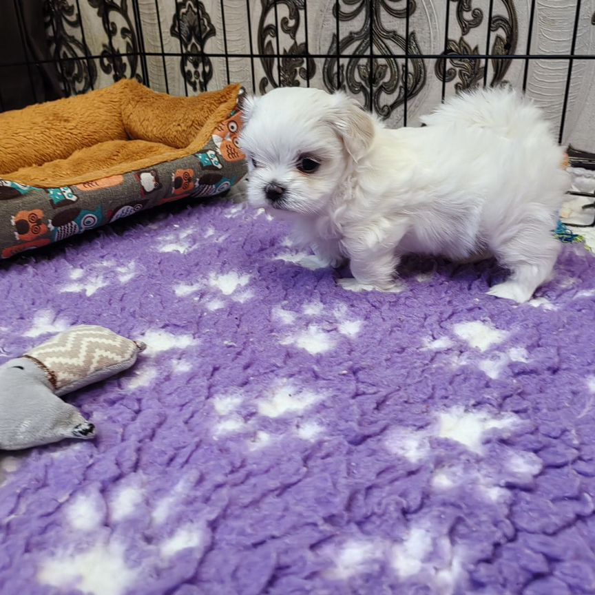 Щенки мальтезе РКФ