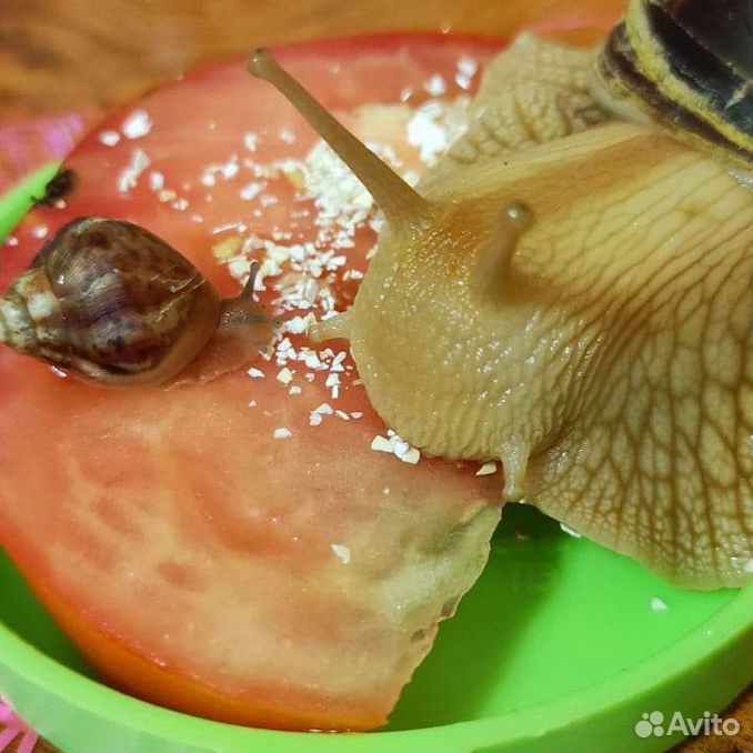 Улитки ахатины детки