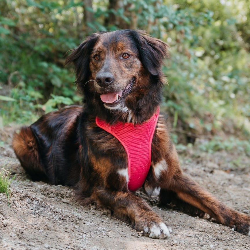 Взрослая собака в добрые руки