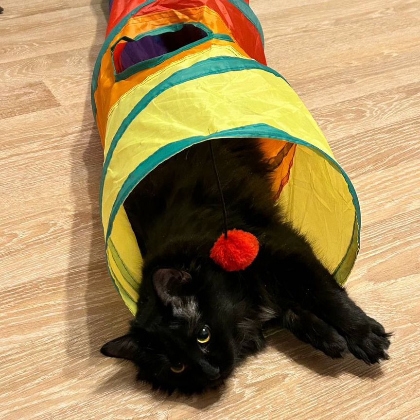 Кошки в добрые руки бесплатно