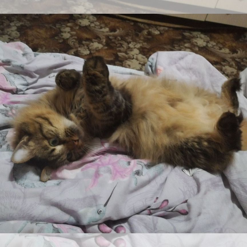 Отдам в добрые руки. Лоток знает на ура