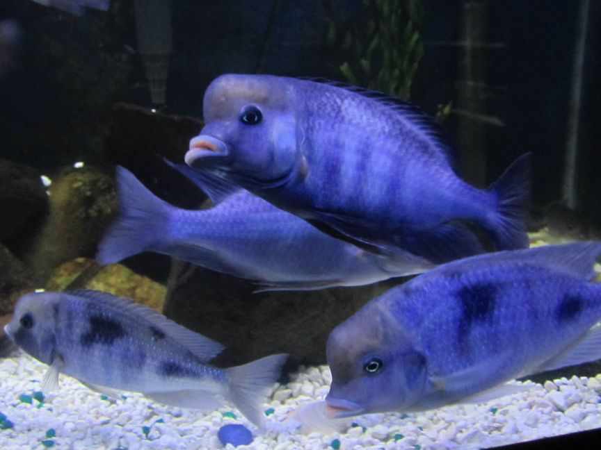 Мальки цихлиды