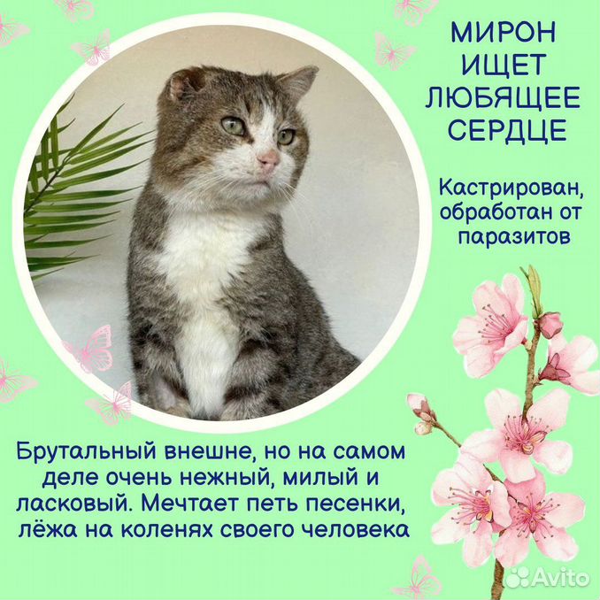 Кот Мирон
