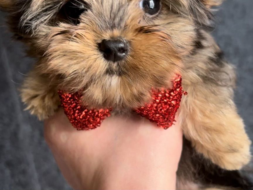 Йоркширский терьер цветной