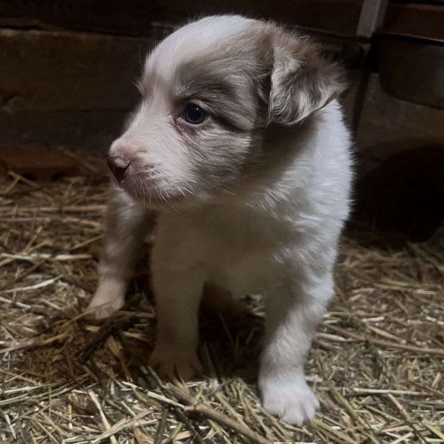 Бордер-колли, щенок