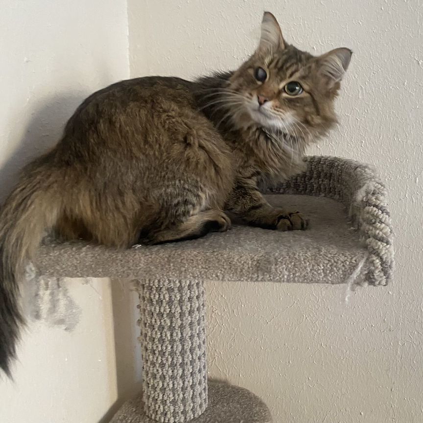Кот Нэльсон