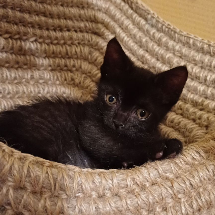 Котёнок мальчик