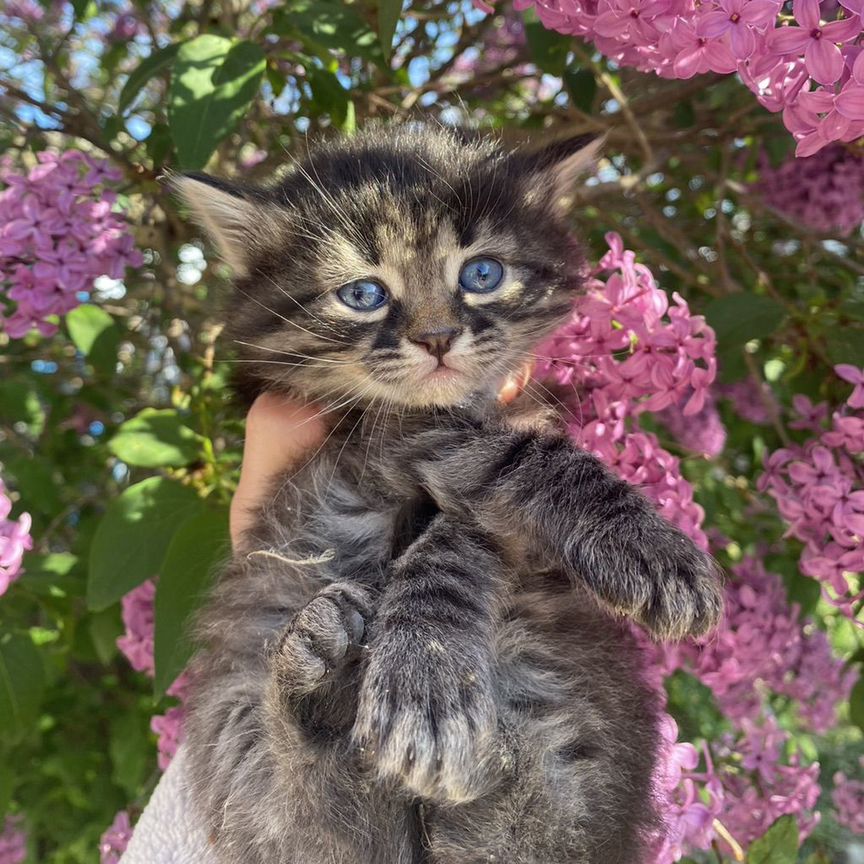 Отдам в добрые руки котят