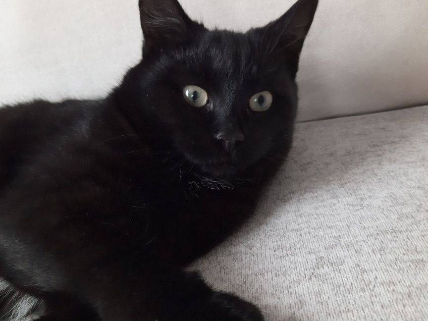 Котик в добрые руки