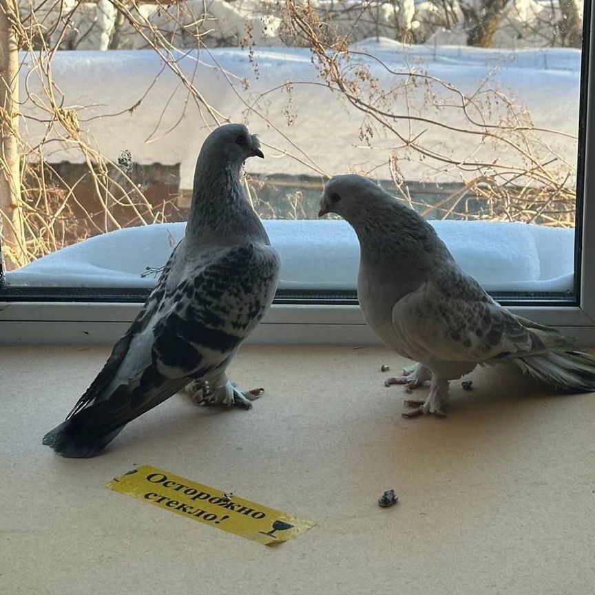 Голуби турецкие такла