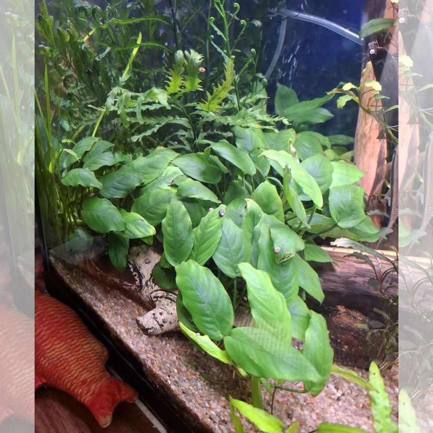 Акв. растения. Анубиас, криптокорина, валиснерия